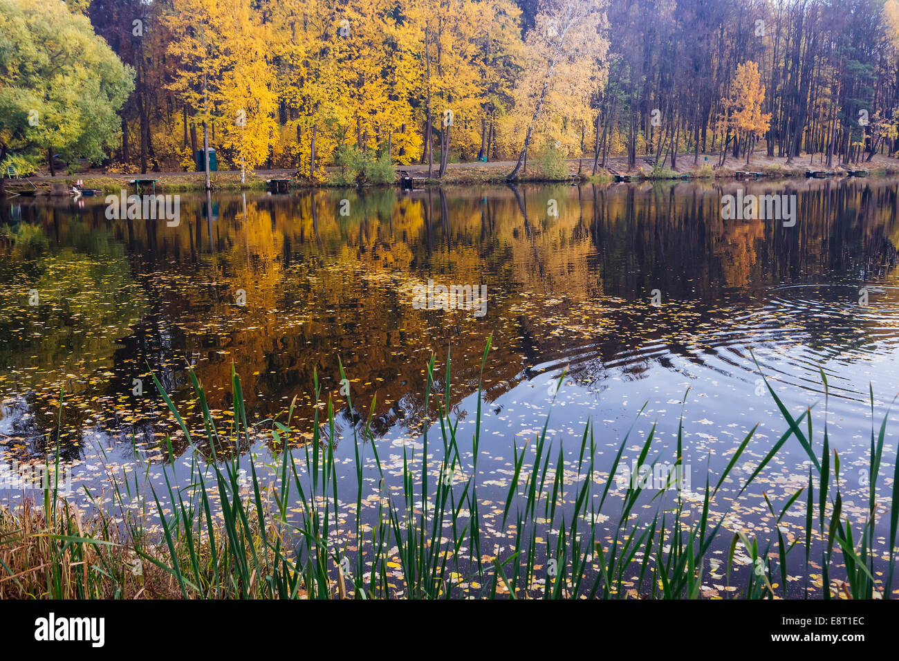 Red and orange fall trees and their lake reflection hi-res stock ...
