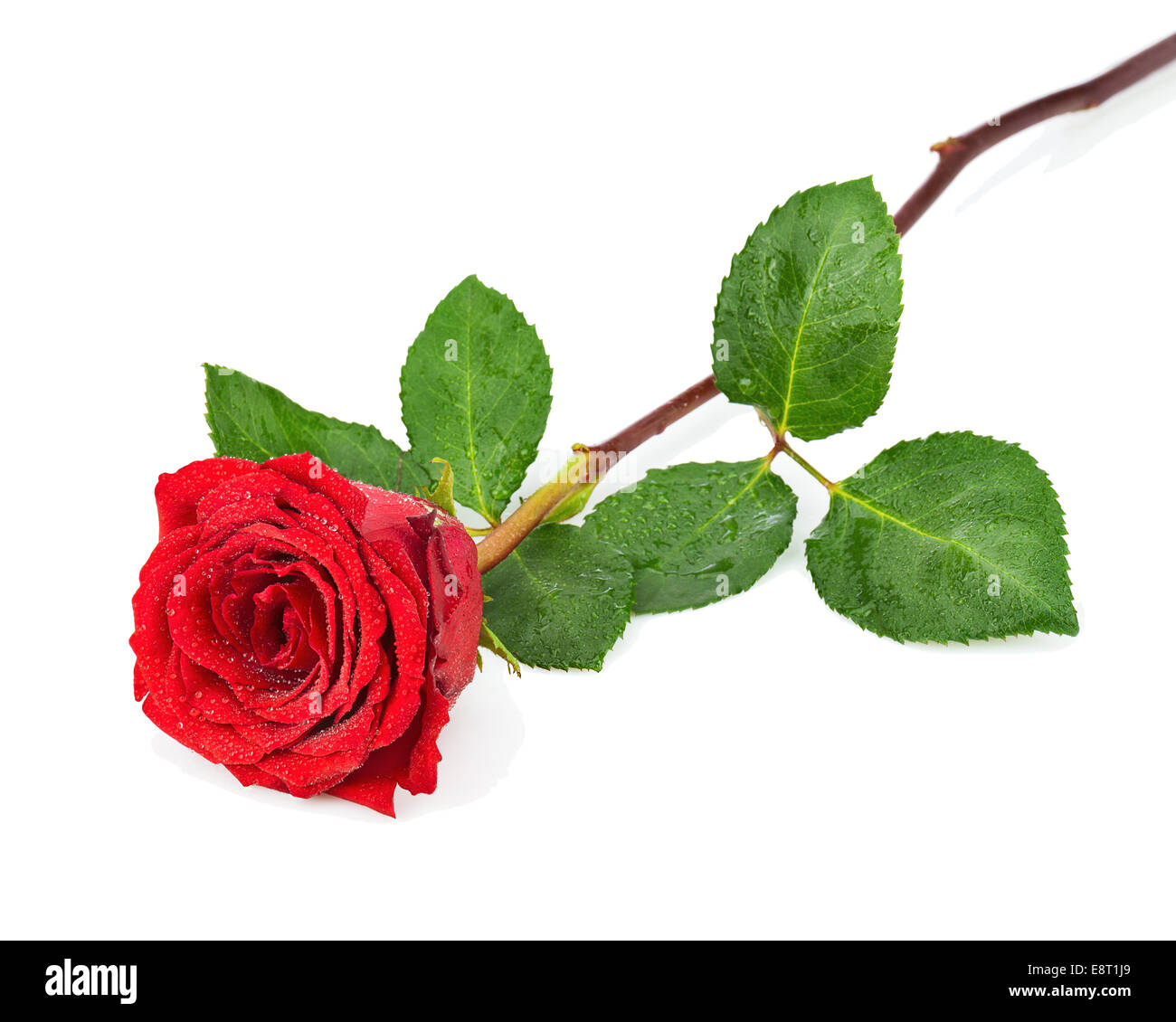 Red Rose with Leaves Isolated on White Background. Closeup Stock Photo ...