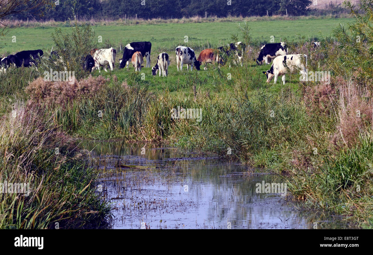 Grazing marshes hi-res stock photography and images - Alamy