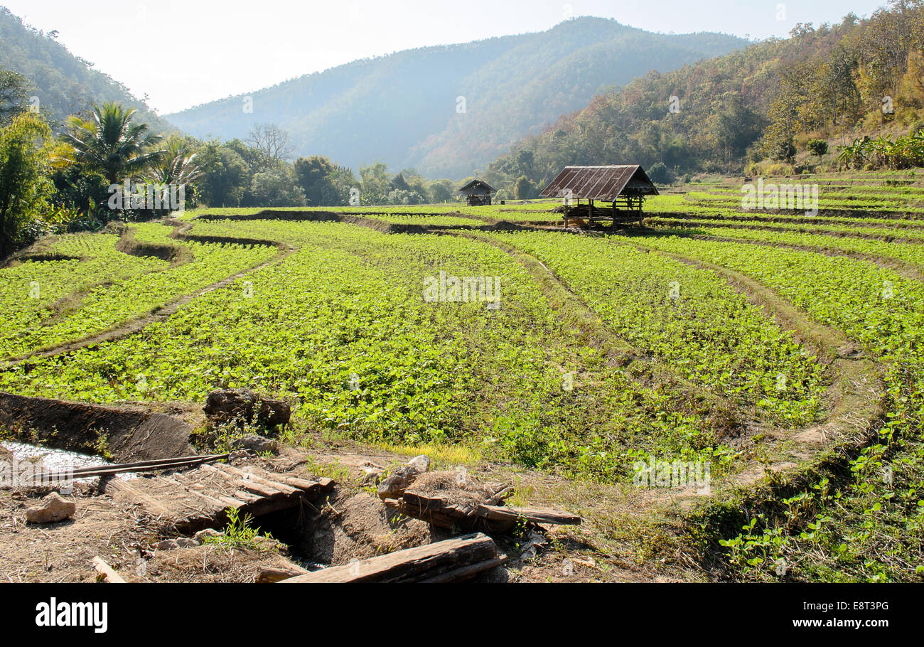 The Cottage and Step Plant Field Landscape Stock Photo - Alamy