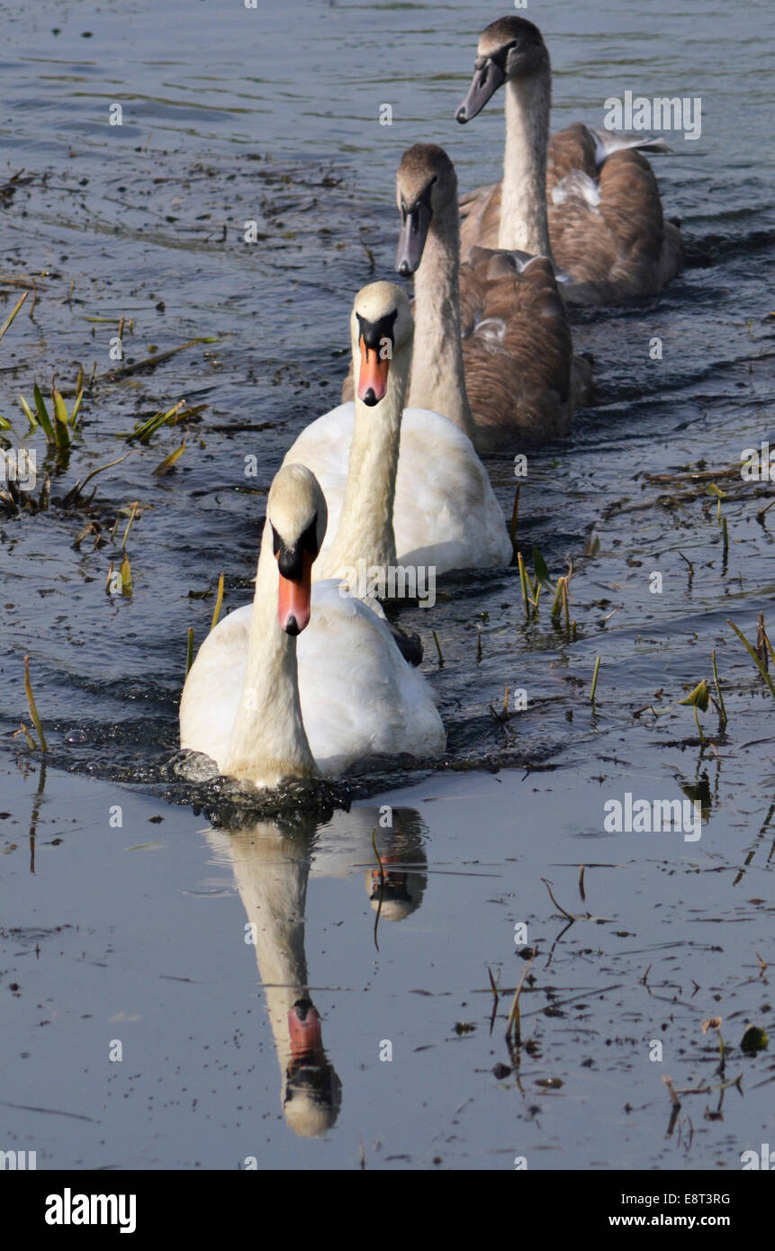 Line Astern Formation High Resolution Stock Photography and Images - Alamy