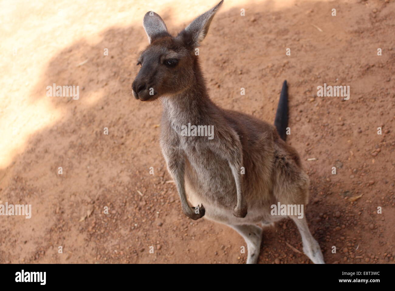 Kangaroo standing hi-res stock photography and images - Alamy