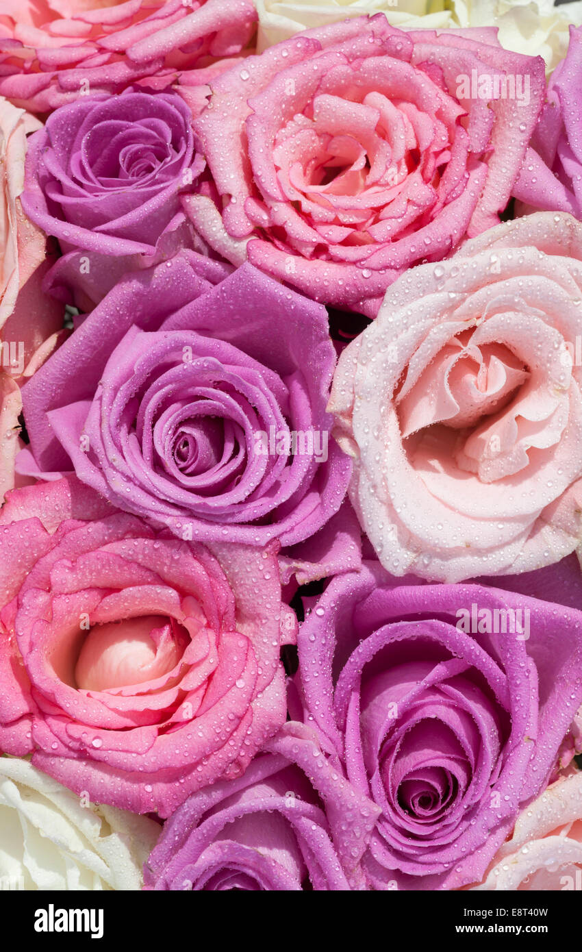 Pink, cream and lilac roses in a bouquet. Soft petals filling the frame ...