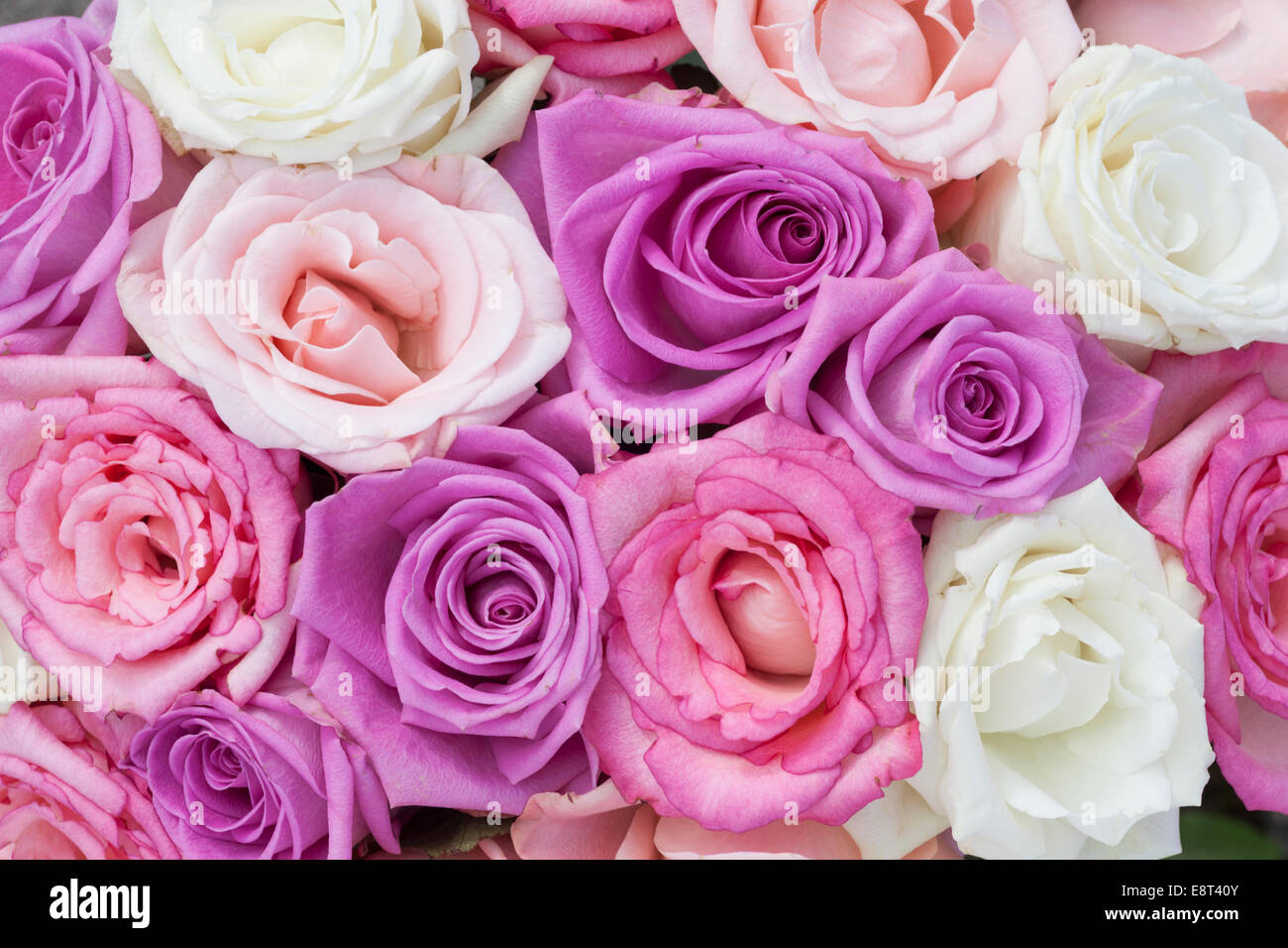 Pink, cream and lilac roses in a bouquet. Soft petals filling the frame ...