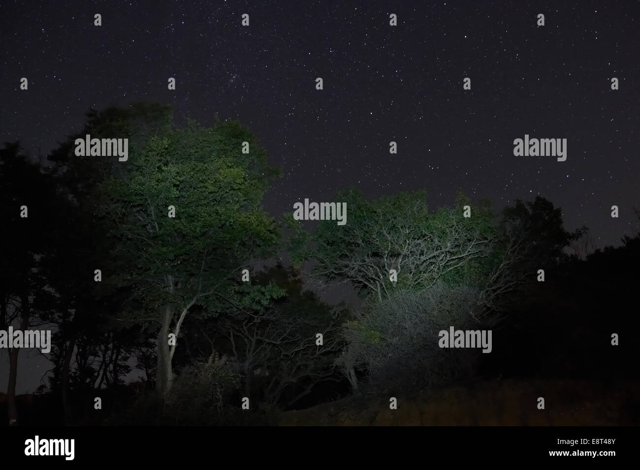 Forest and stars in the night sky Stock Photo - Alamy