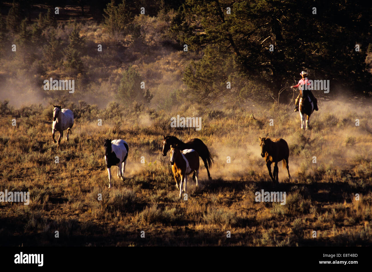 COWBOY ON HORSE ROUNDUP ROCK SPRINGS RANCH BEND, OR Stock Photo - Alamy