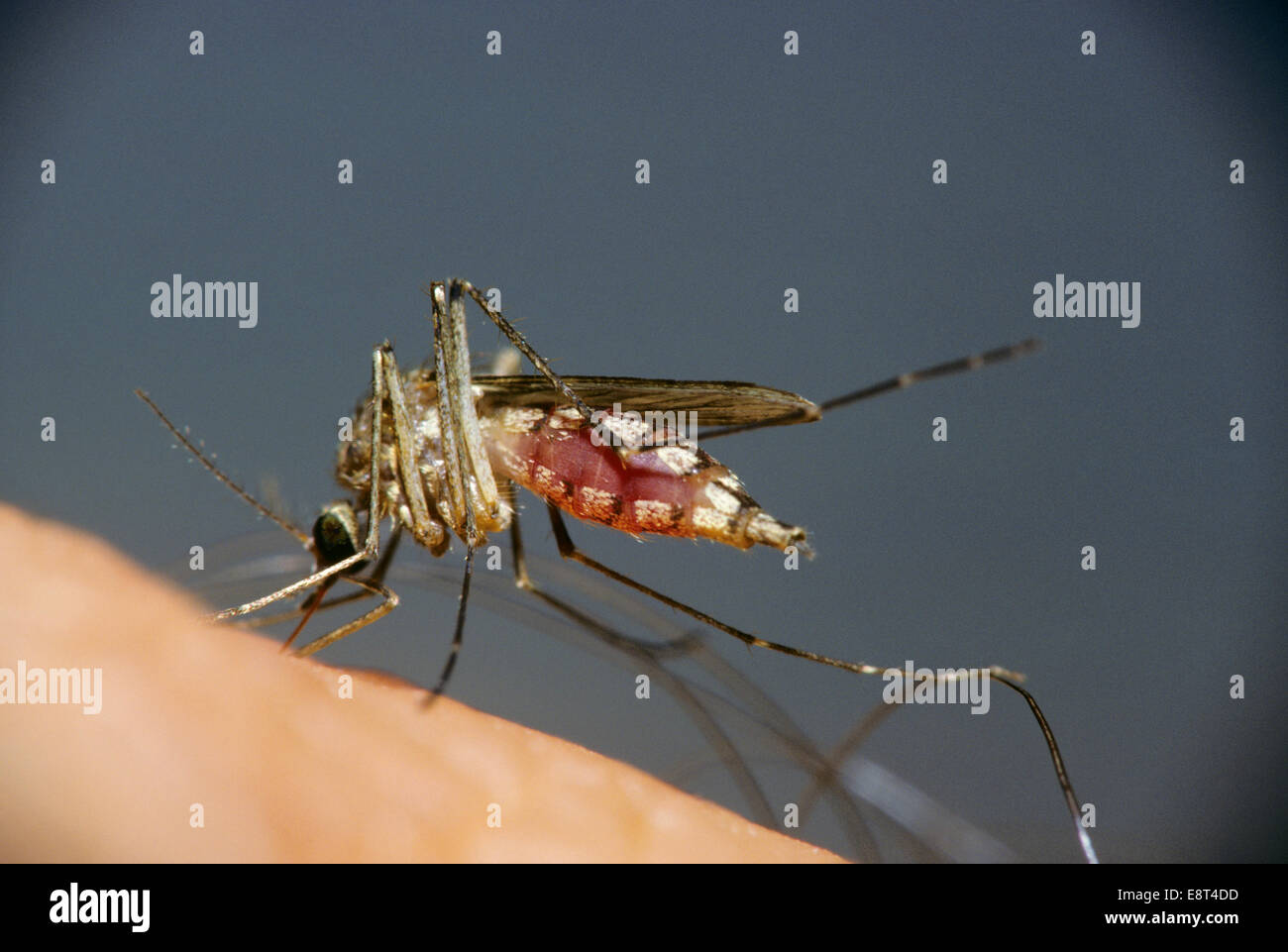 close-up FEMALE MOSQUITO HAVING BLOOD MEAL Culicidae Stock Photo - Alamy