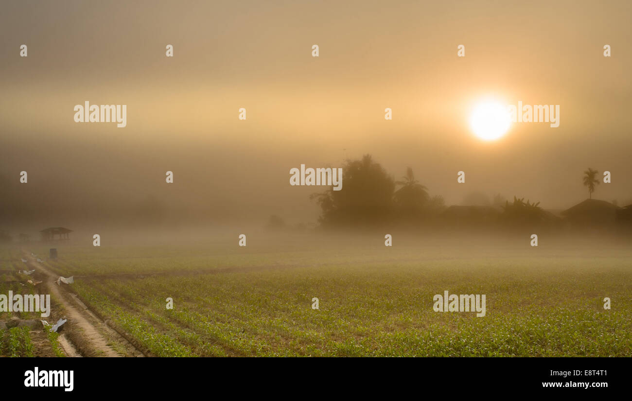The Landscape of Corn Farming Field and Sunrise in the Mist Stock Photo ...