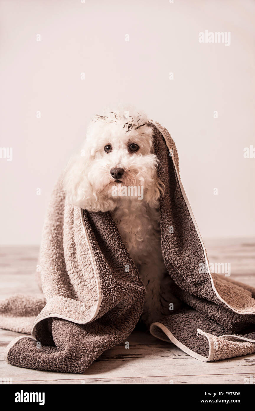 Dirty toy poodle wrapped in a towel Stock Photo - Alamy