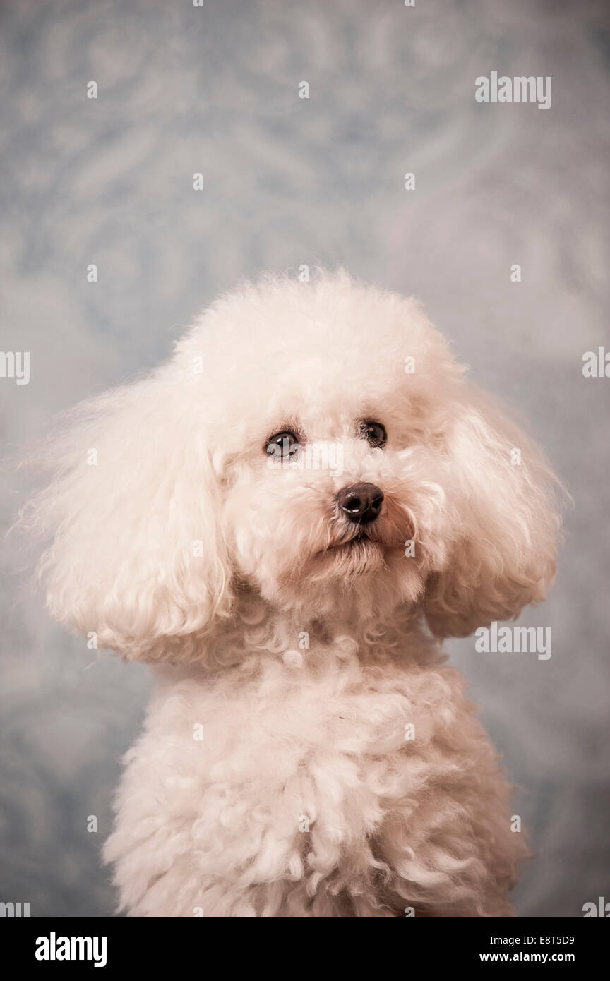 Toy Poodle, portrait Stock Photo - Alamy