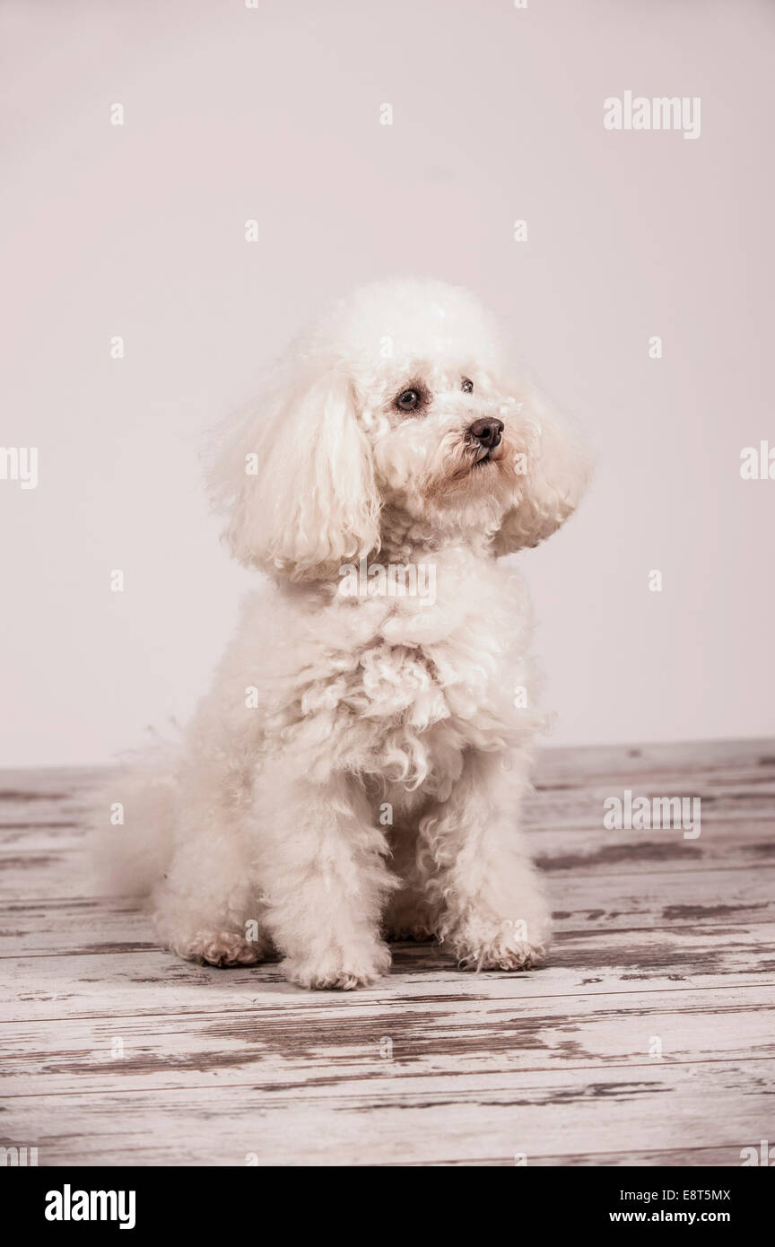 Toy poodle side view hi-res stock photography and images - Alamy