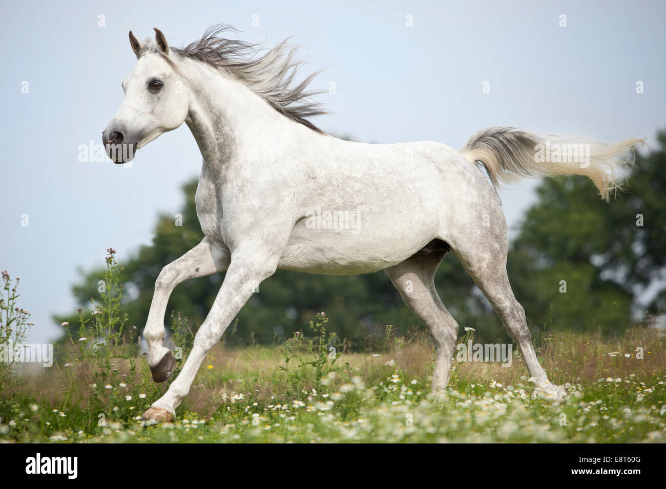 Dapple Grey Horse Rearing