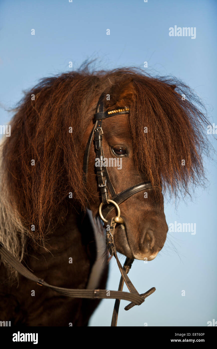 Mini Shetland pony, stallion, portrait with English bridle Stock Photo ...