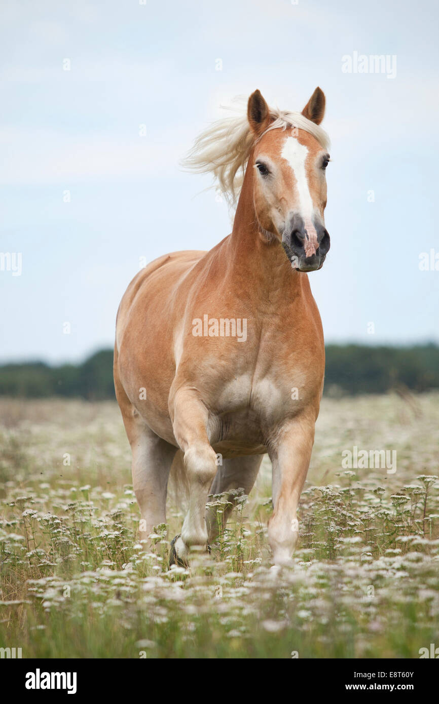 Haflinger gelding galloping on meadow with flowers Stock Photo - Alamy