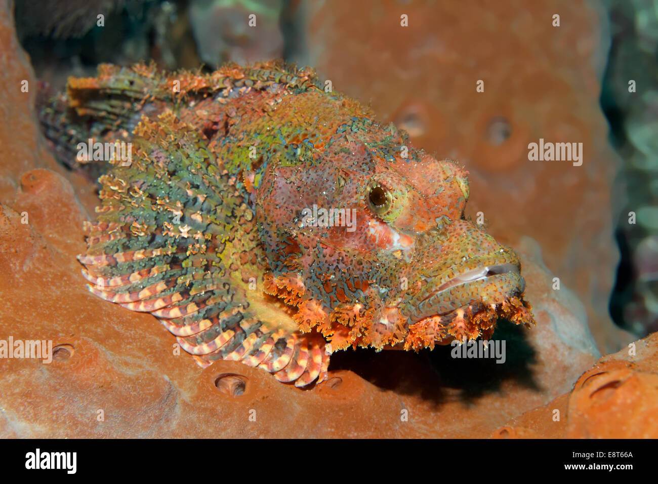 Tassled Scorpionfish (Scorpaenopsis oxycephala) resting on a sponge ...
