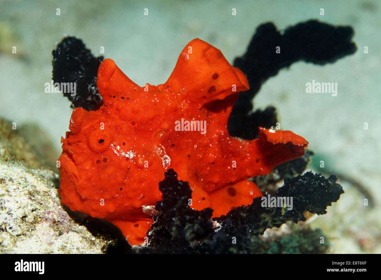 Painted Frogfish (Antennarius pictus), UNESCO World Heritage Site ...