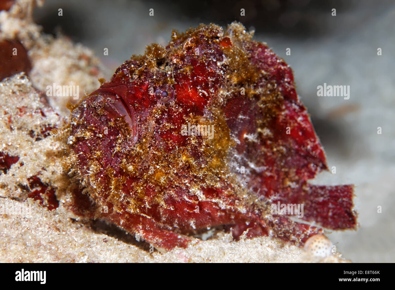 Frogfish anglerfish antennarius hi-res stock photography and images - Alamy