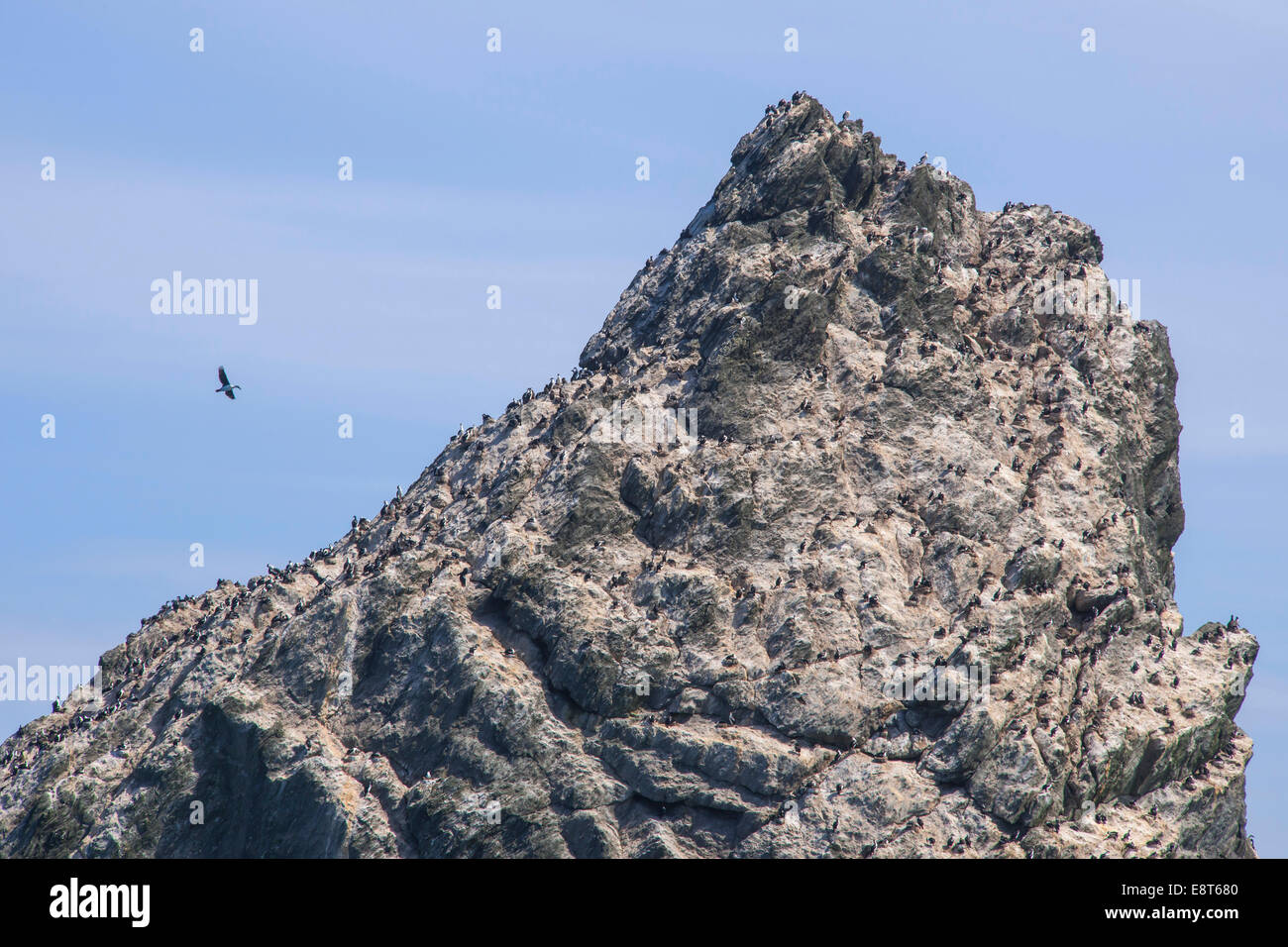 Bird Rock, The Shag Rocks, group of islands in the South Atlantic Ocean ...