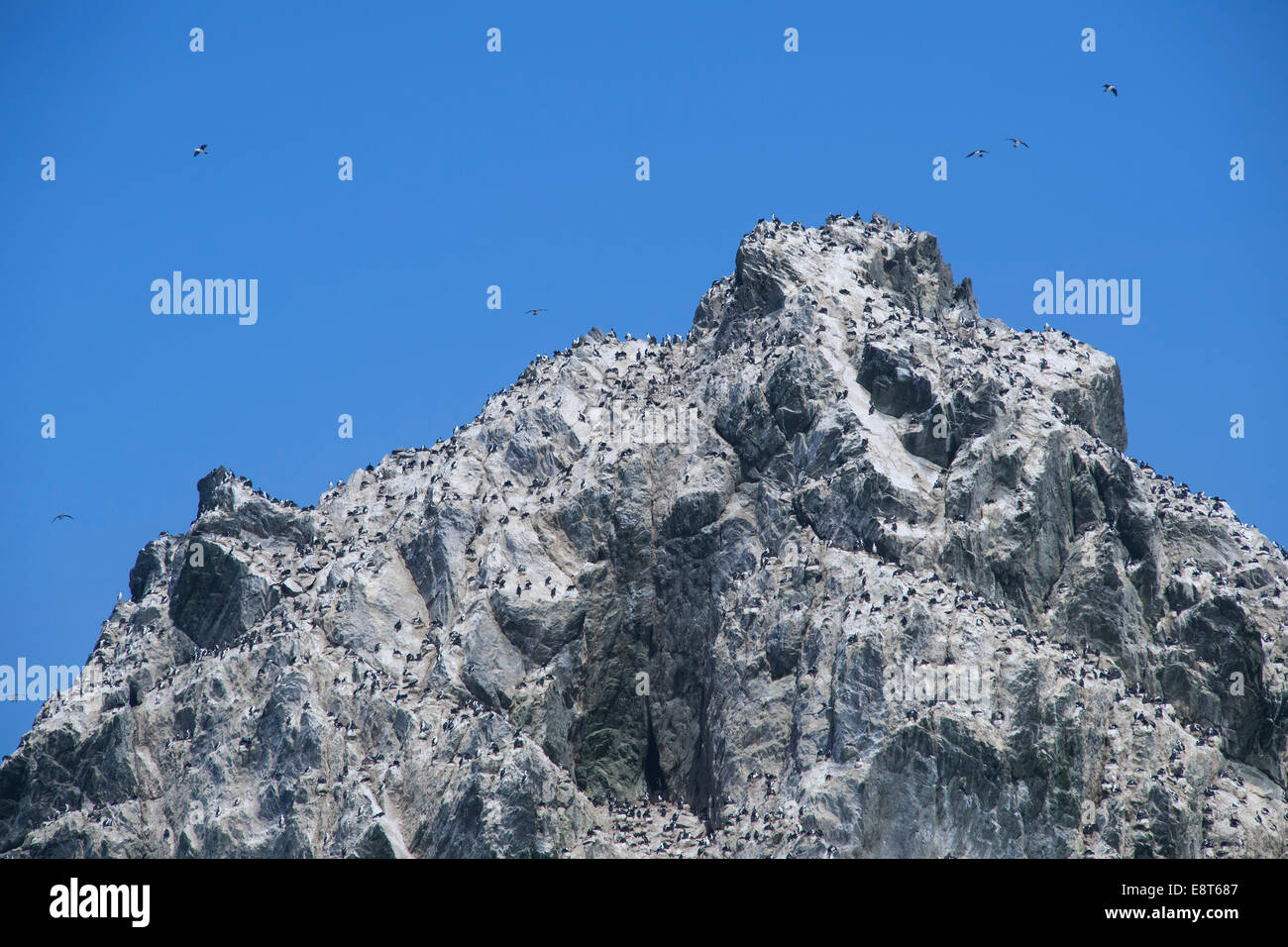 The Shag Rocks, group of islands in the South Atlantic Ocean, South ...