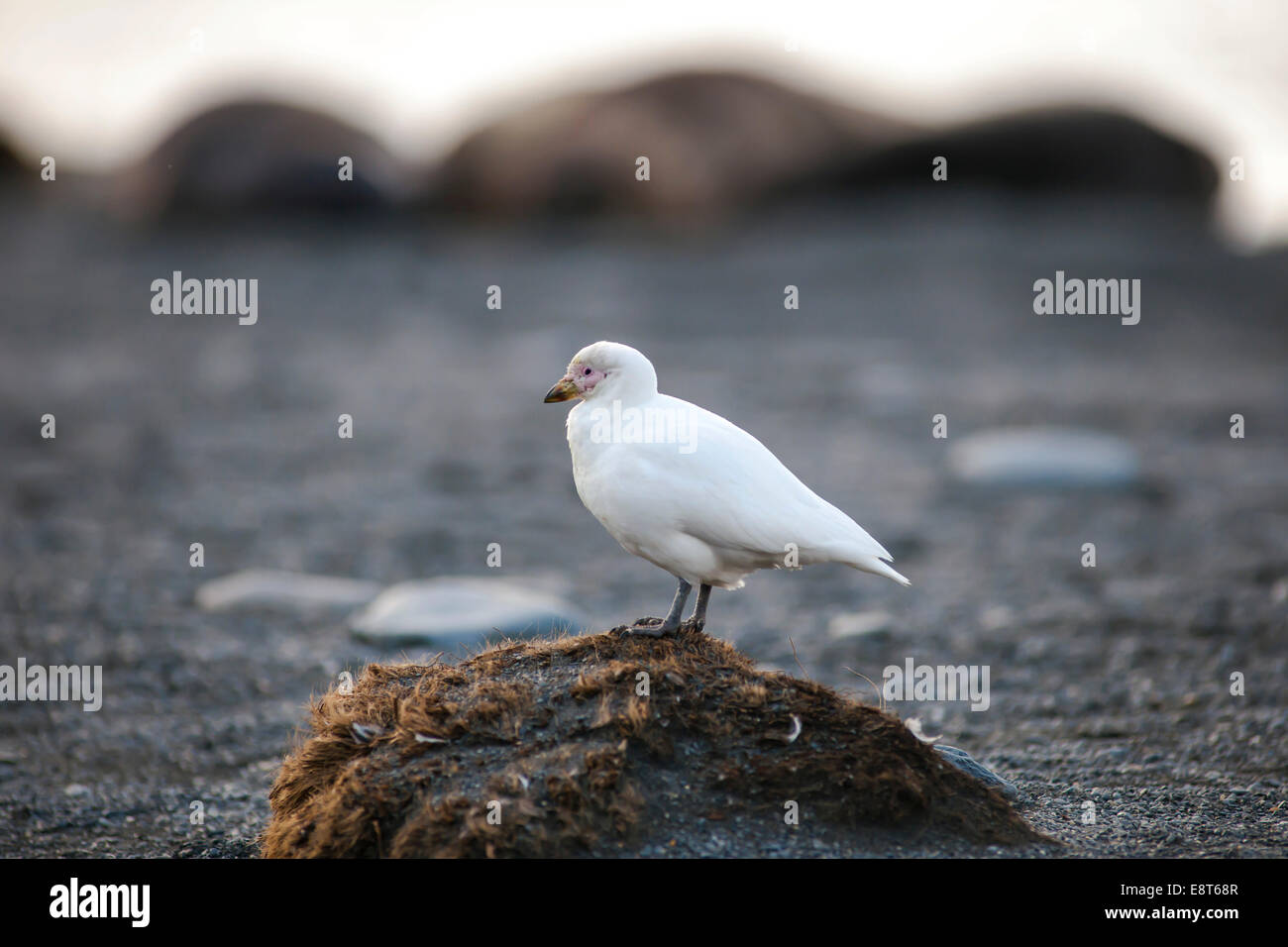 Snowy Sheathbill (Chionis alba), Paulet Island, Antarctic Peninsula ...