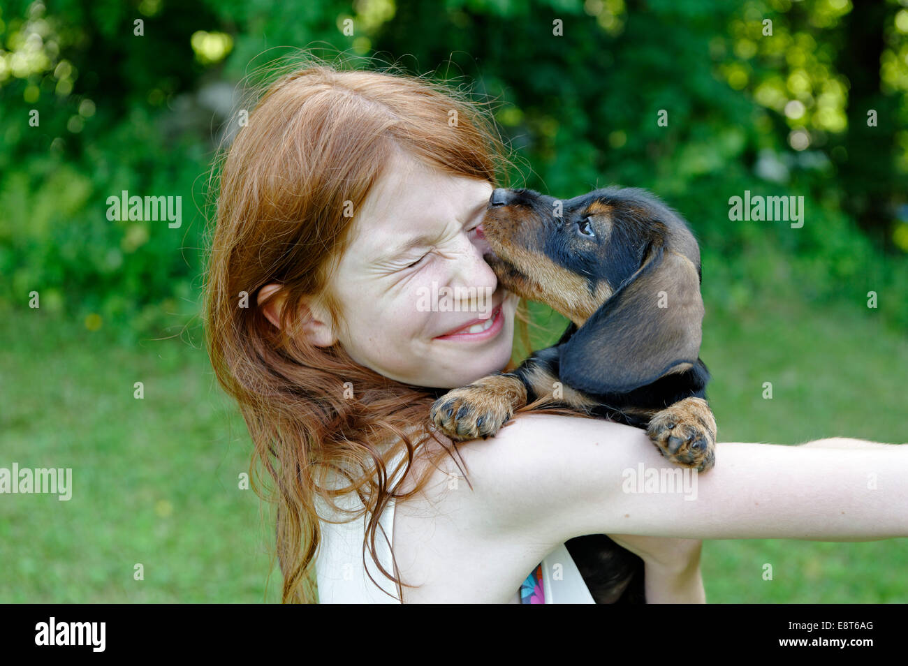 Head Dachshund High Resolution Stock Photography and Images - Alamy