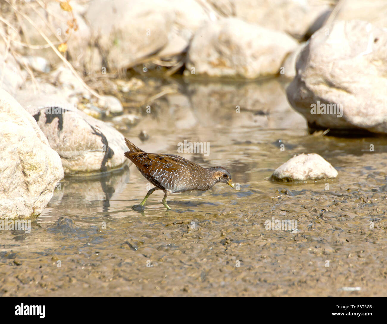 Spotted Crake Porzana porzana feeding on waters edge Cyprus Stock Photo ...