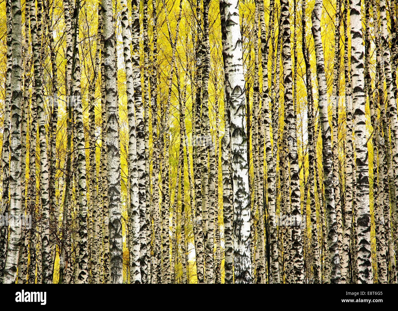 Trunks birch trees in autumn Stock Photo - Alamy