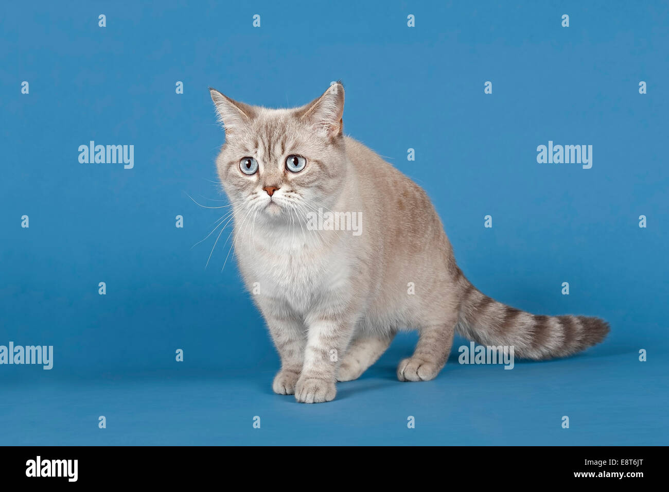 Selkirk Rex cat Stock Photo - Alamy