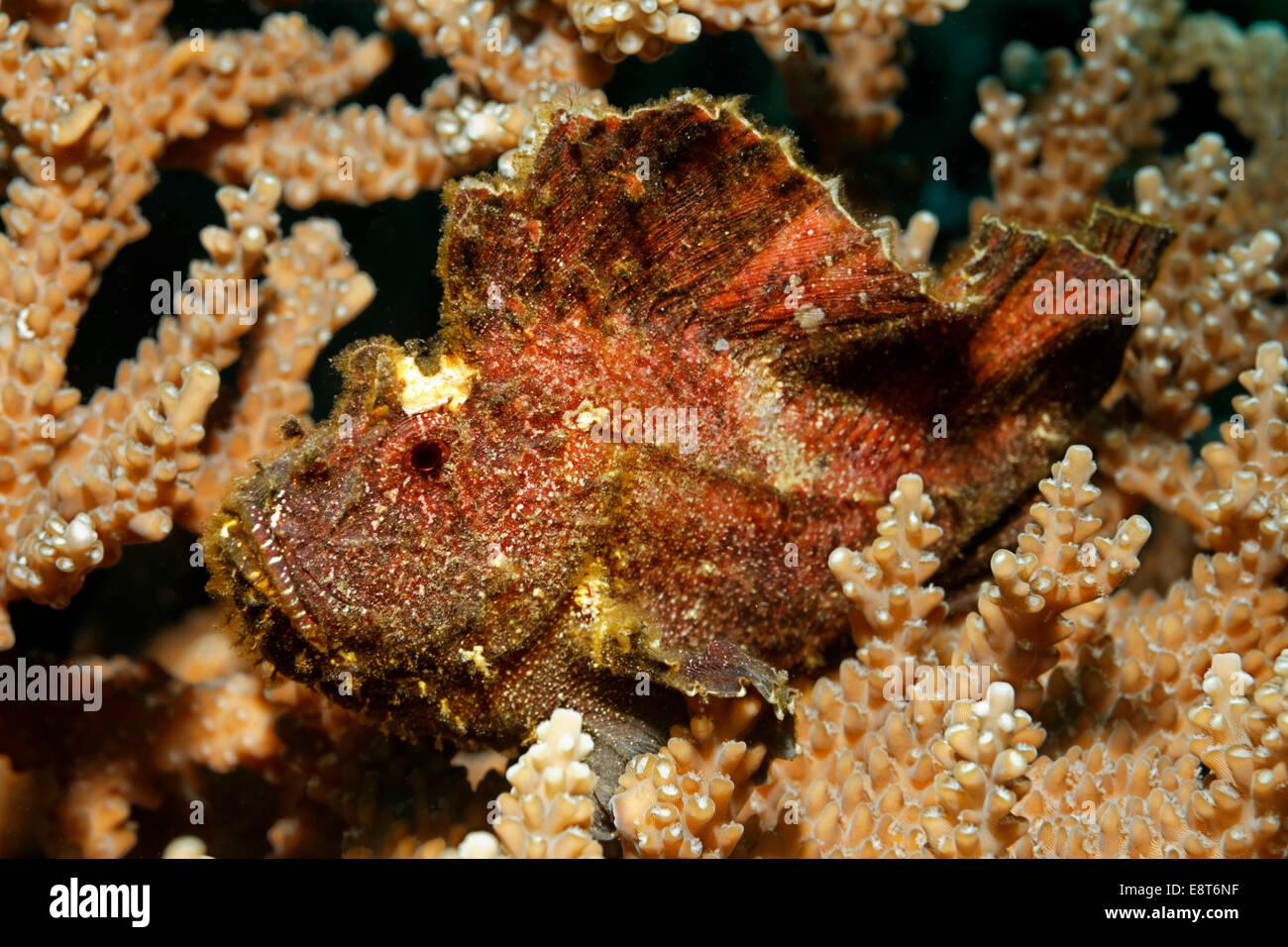Leaf hiding hi-res stock photography and images - Alamy