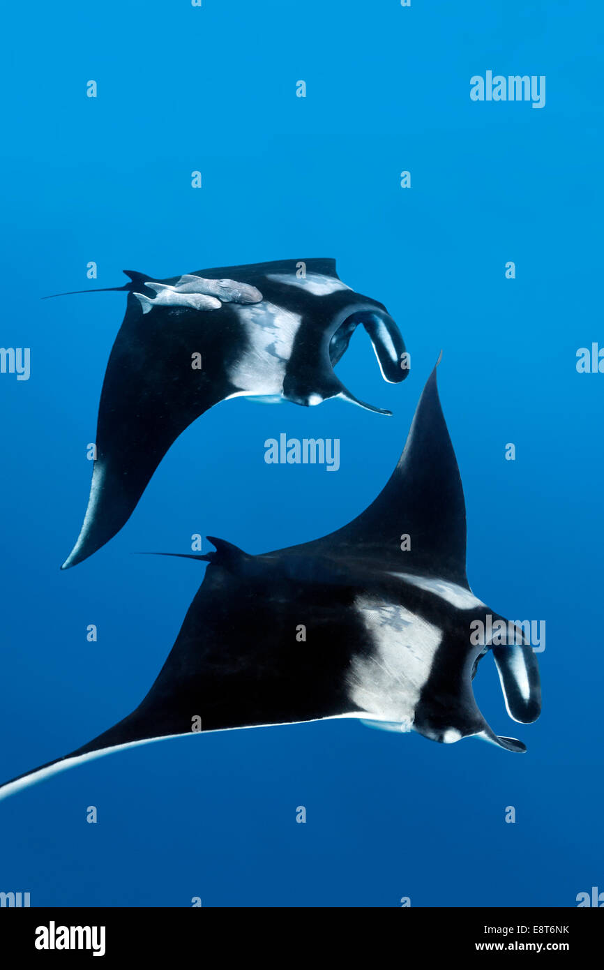 Two Reef manta rays (Manta alfredi), Cocos Island, Costa Rica, Pacific ...