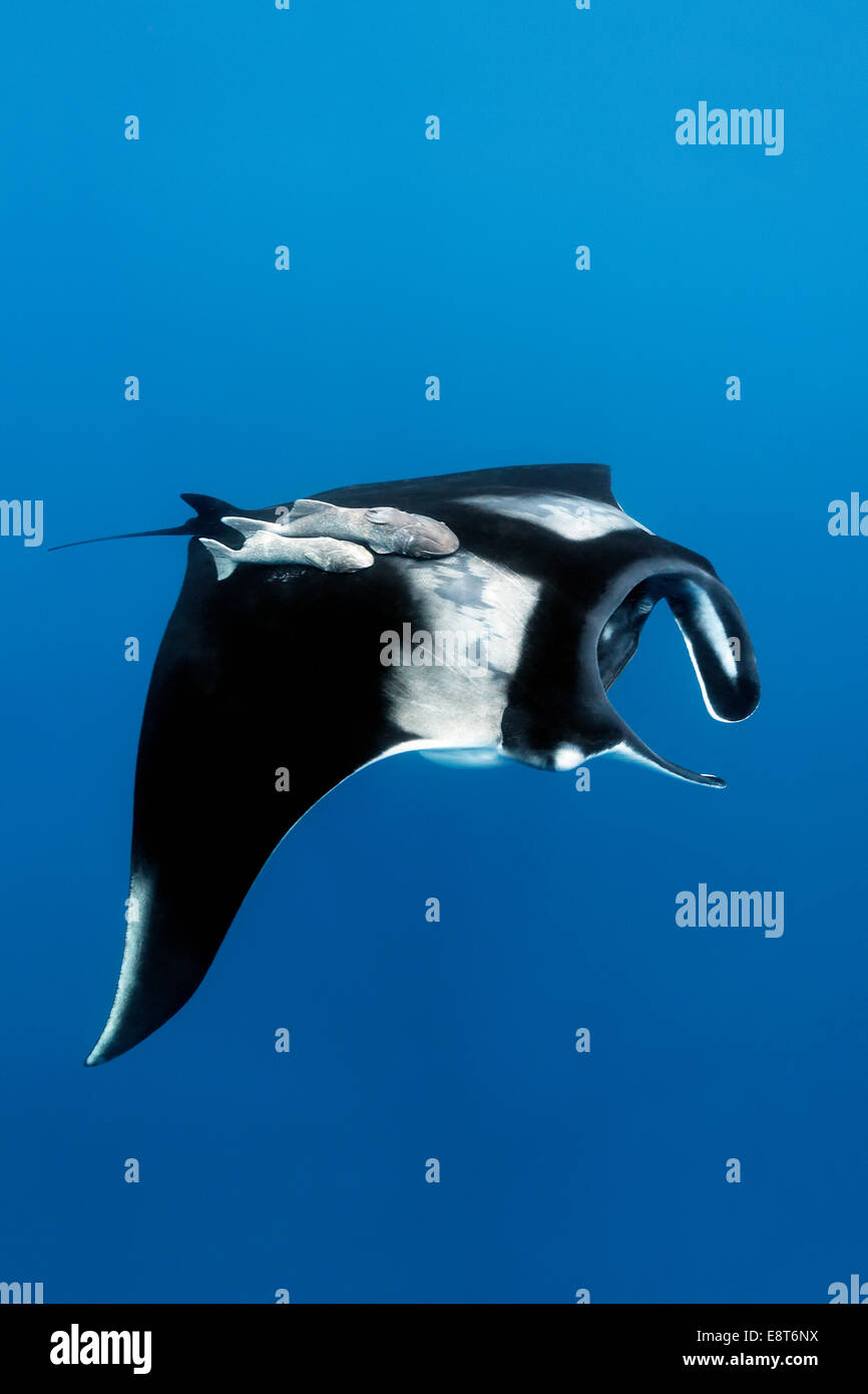 Reef manta ray (Manta alfredi), Cocos Island, Costa Rica, Pacific Stock ...