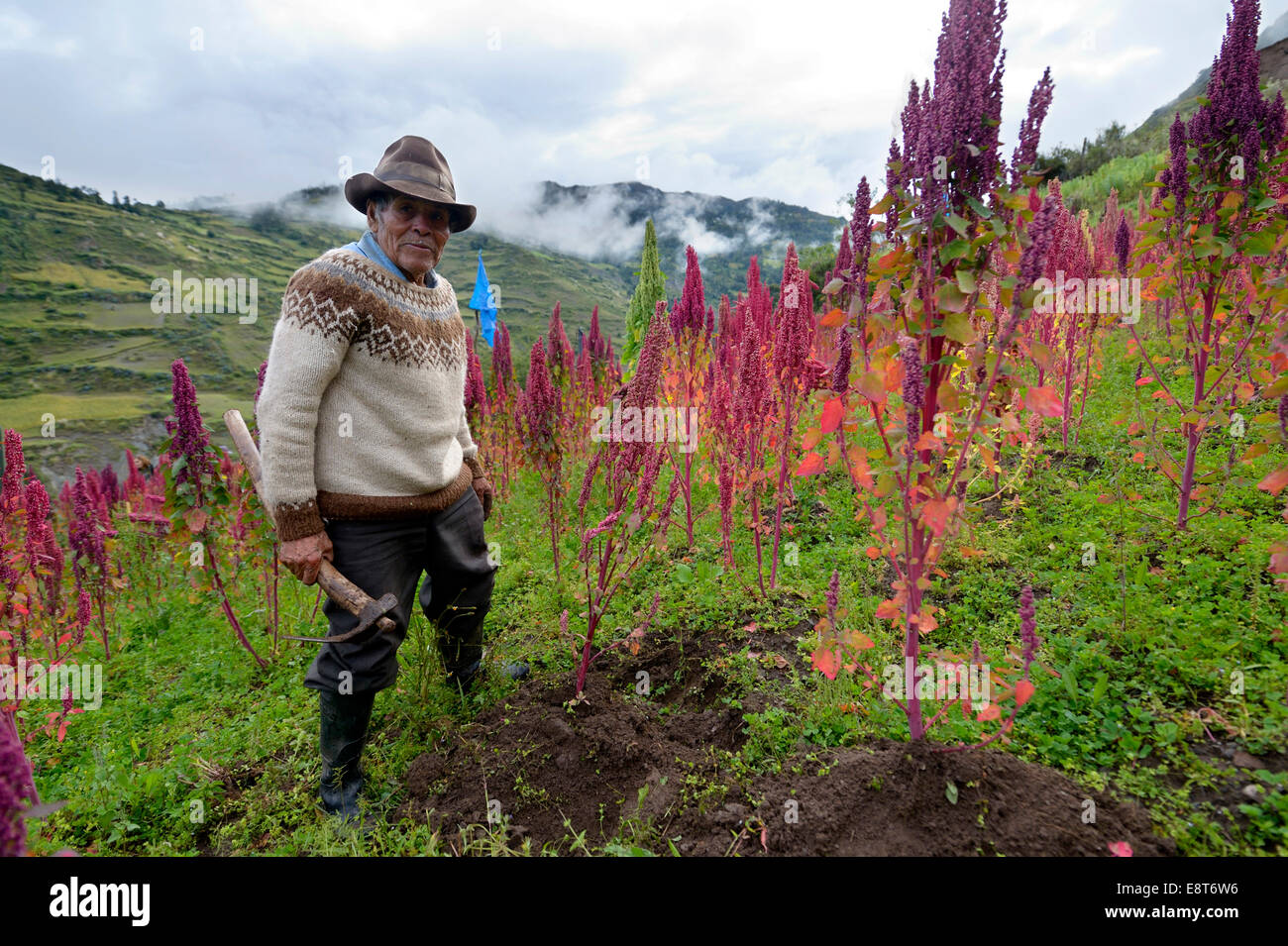 Chenopodium quinoa field hi-res stock photography and images - Alamy