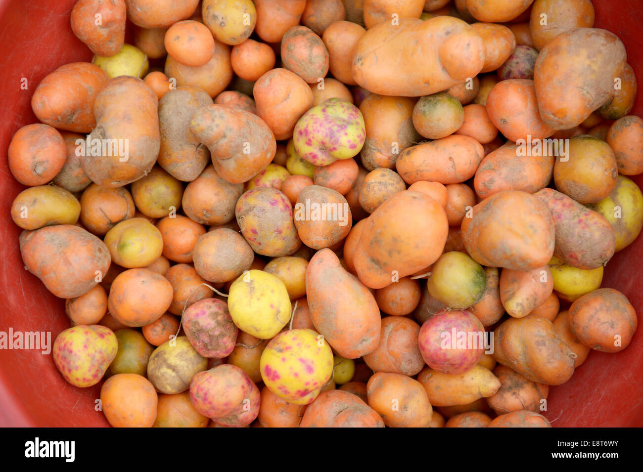 Ullucus Tuberosus High Resolution Stock Photography and Images - Alamy