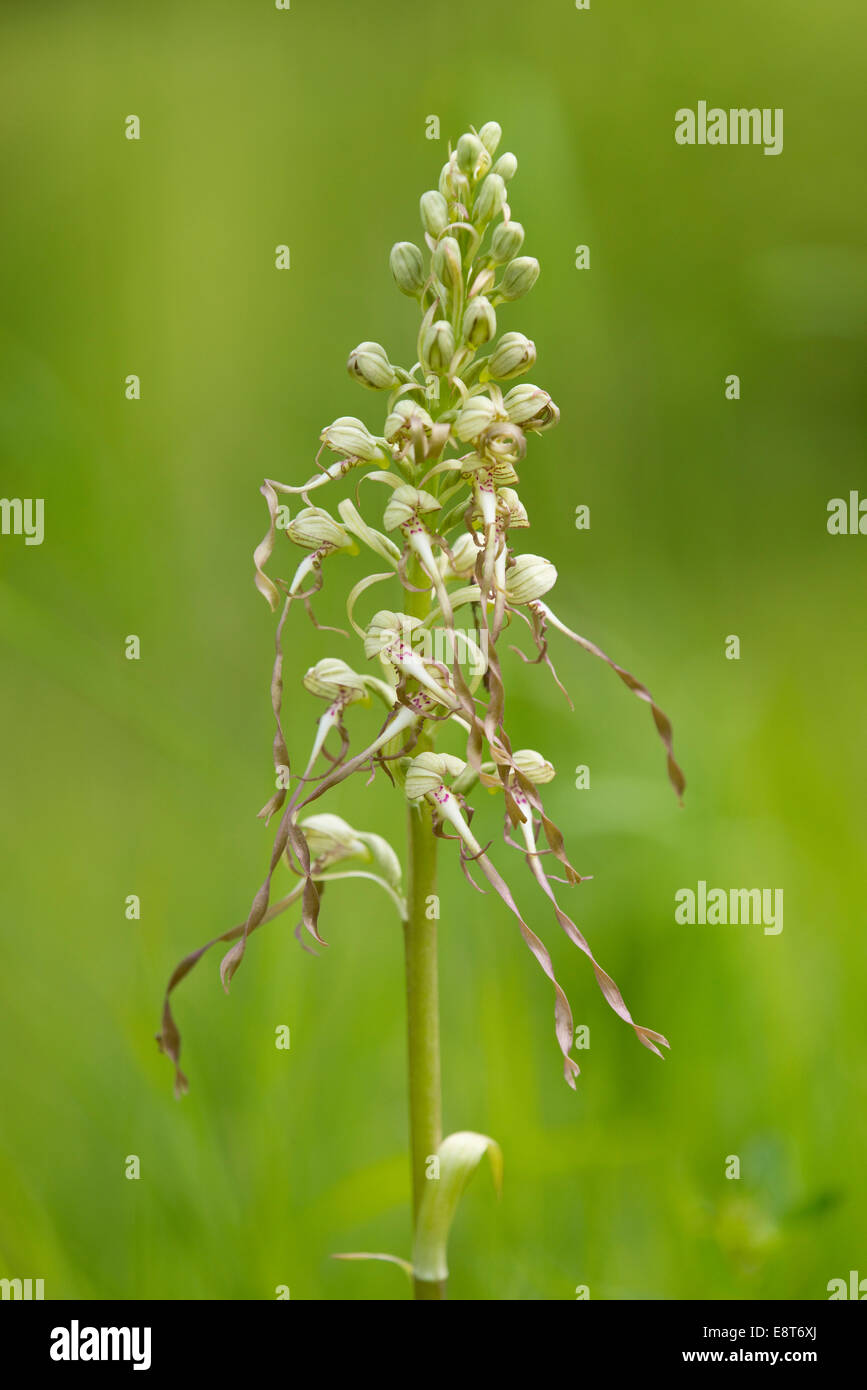 Lizard Orchid (Himantoglossum hircinum), flowering, Thuringia, Germany ...