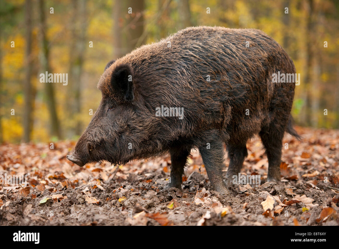 Wild Boar (Sus scrofa), boar, adult male, captive, Bavaria, Germany ...