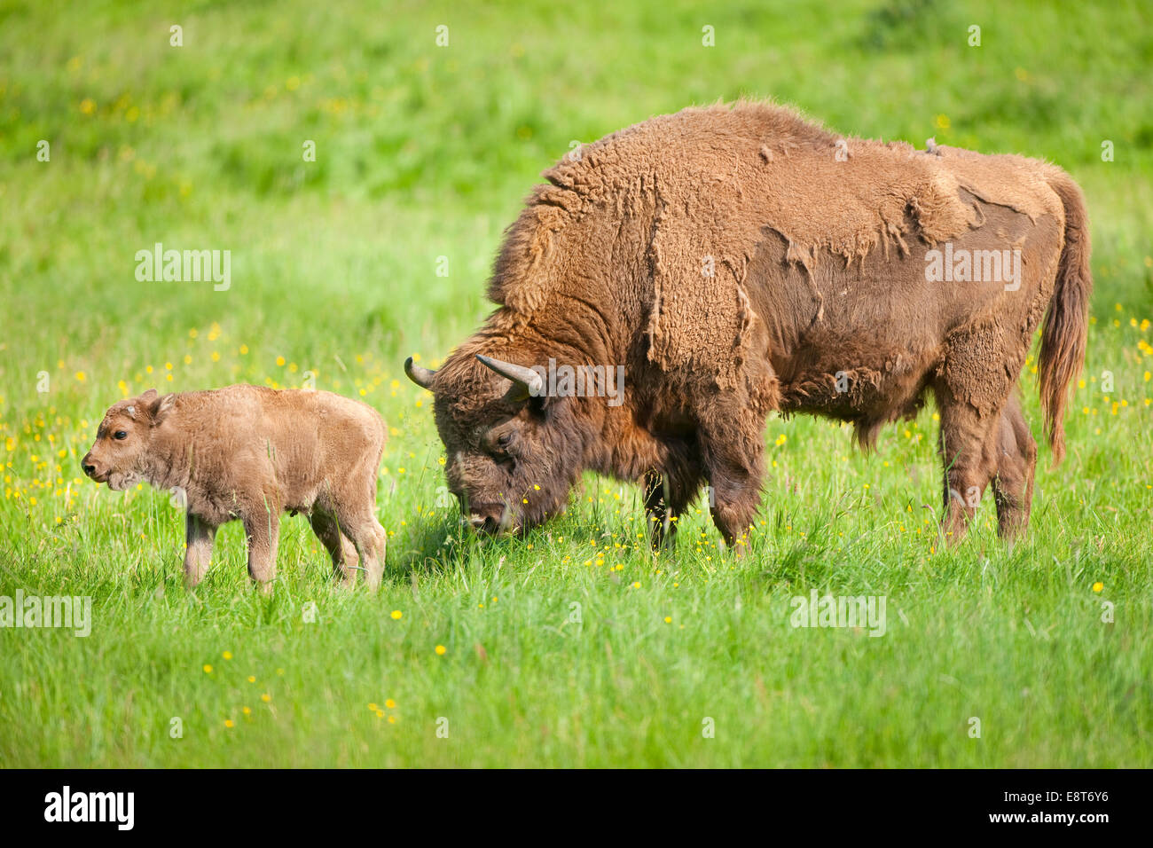 European bison (Bison bonasus), bull and calf standing in a meadow ...