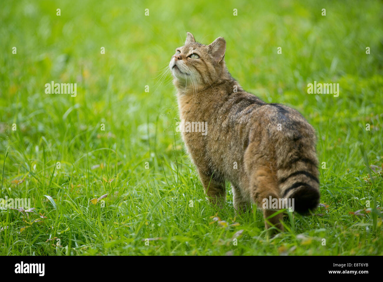 European wildcat (Felis silvestris) standing in a meadow, captive ...