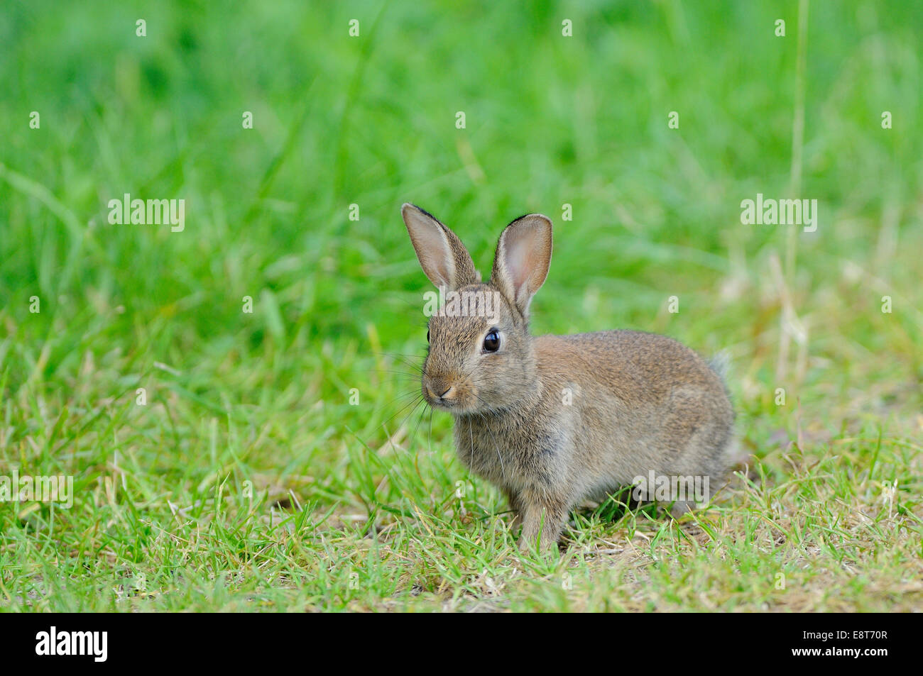 Attentive young European rabbit (Oryctolagus cuniculus), North Rhine ...