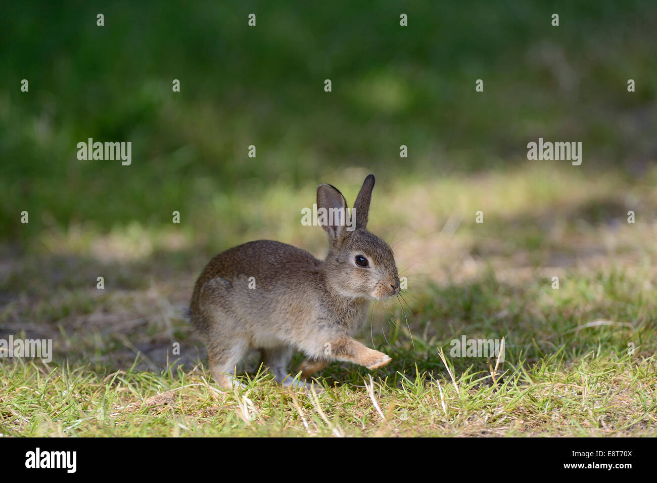 Side view running rabbit hi-res stock photography and images - Alamy