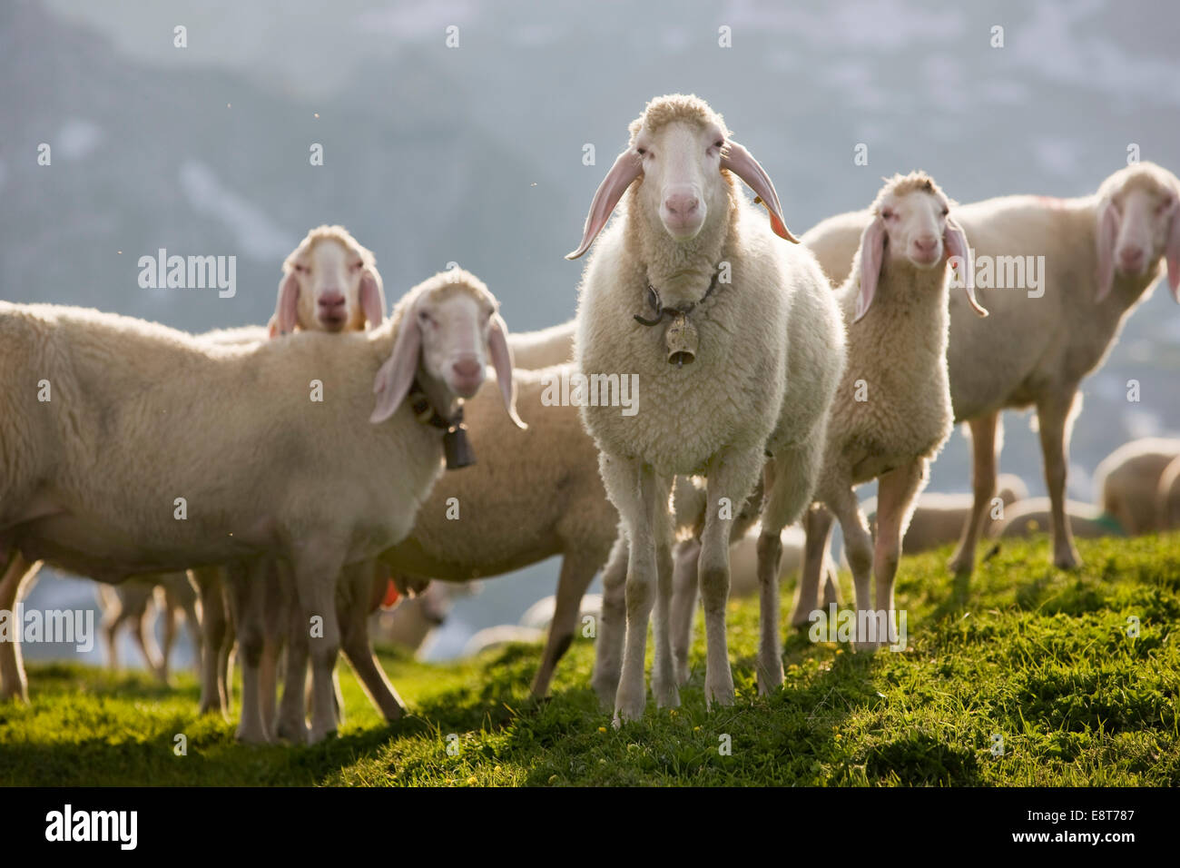 Austria Sheep High Resolution Stock Photography and Images - Alamy