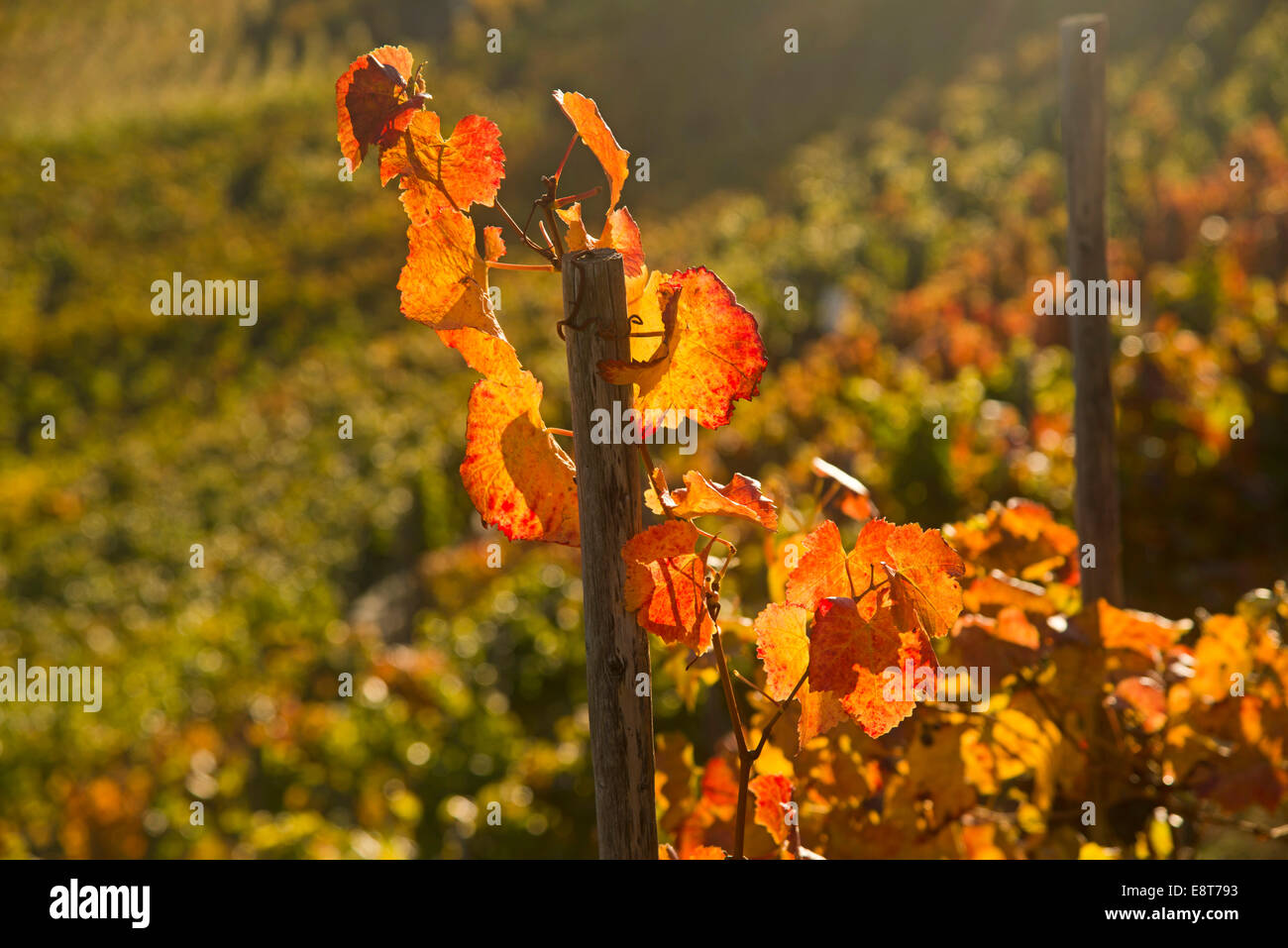 Pinot noir grape vines hi-res stock photography and images - Alamy