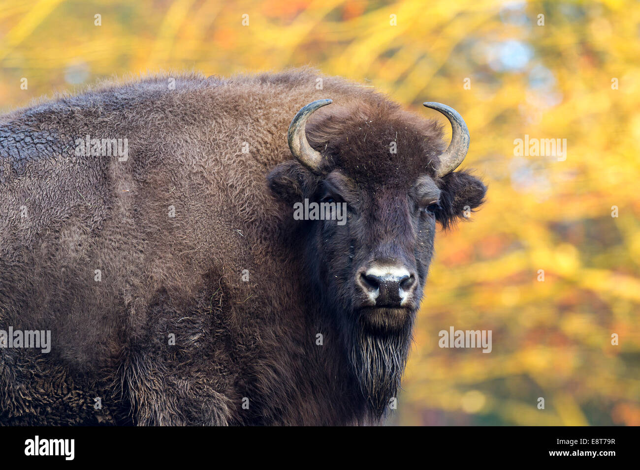 American Bison (Bison bison), Daun Wildlife Park, Vulkan Eifel region ...