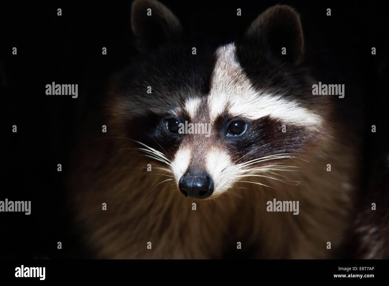 Raccoon (Procyon lotor), Wildlife Park Poing, Bavaria, Germany Stock ...