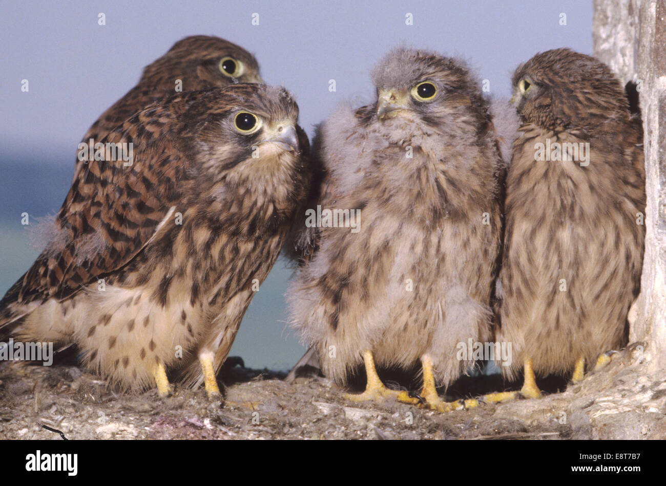 Kestrels (Falco tinnunculus), nearly fledged young falcons, Allgaeu ...