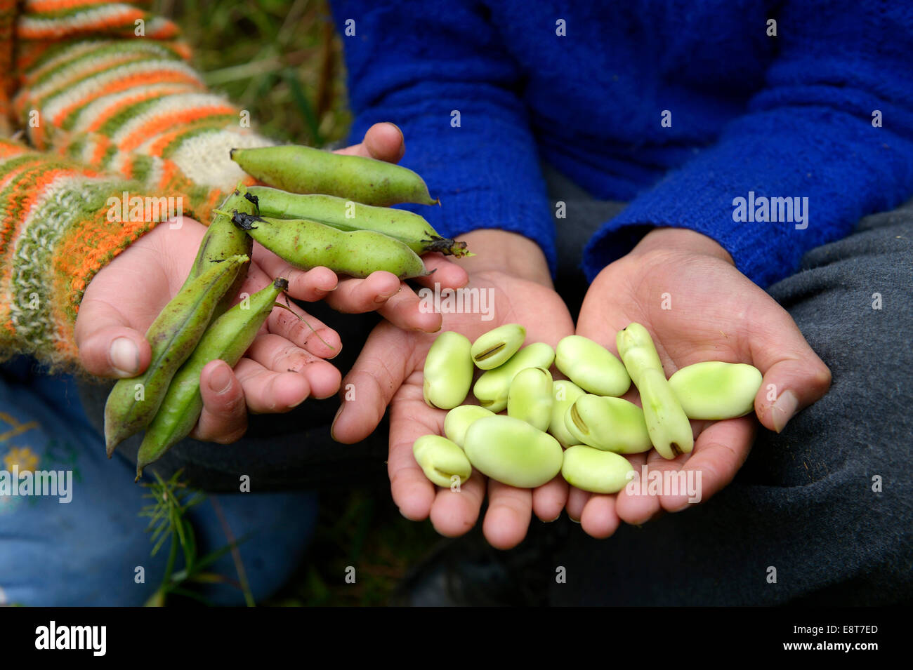 Pods of beans hi-res stock photography and images - Alamy