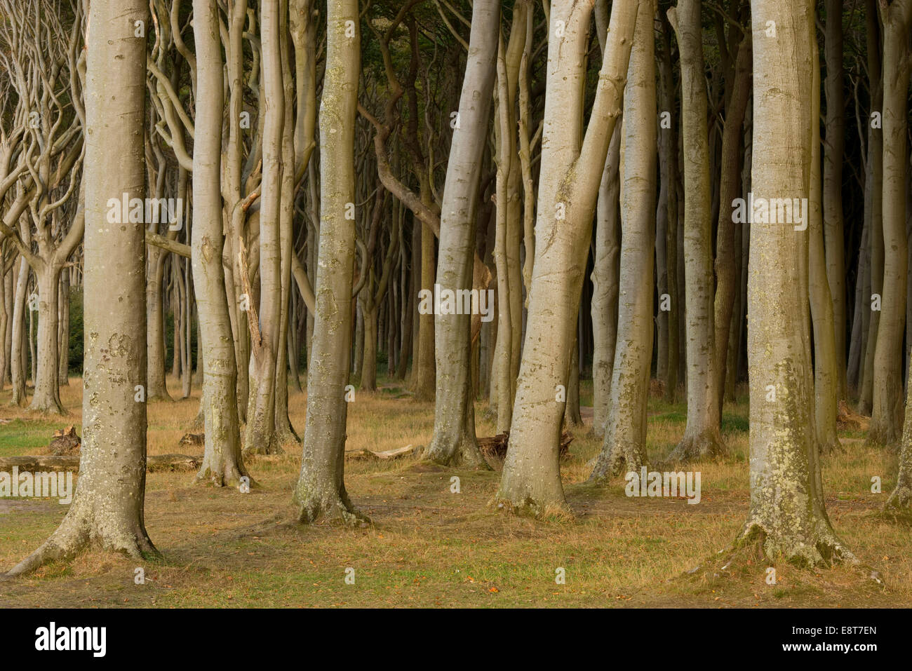 Common forest plants hi-res stock photography and images - Alamy