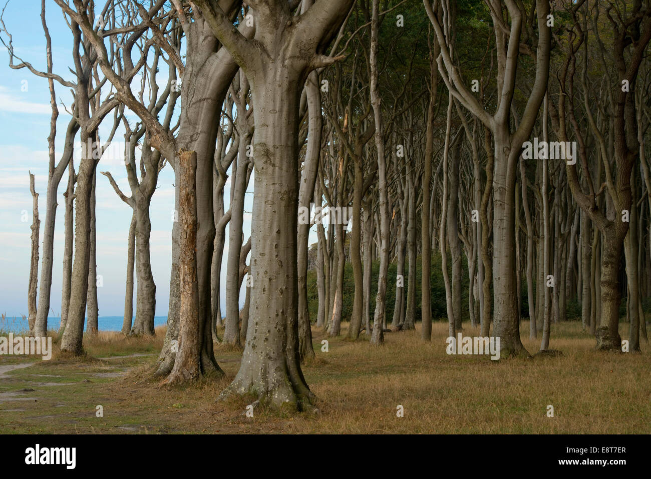 Ghost Forest, beech forest, European Beech or Common Beech trees (Fagus ...