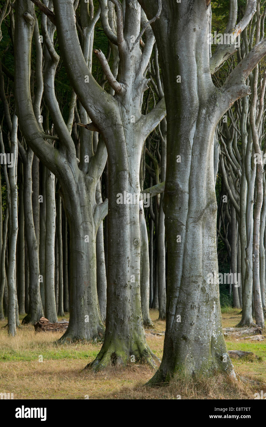 Ghost Forest, beech forest, European Beech or Common Beech trees (Fagus ...
