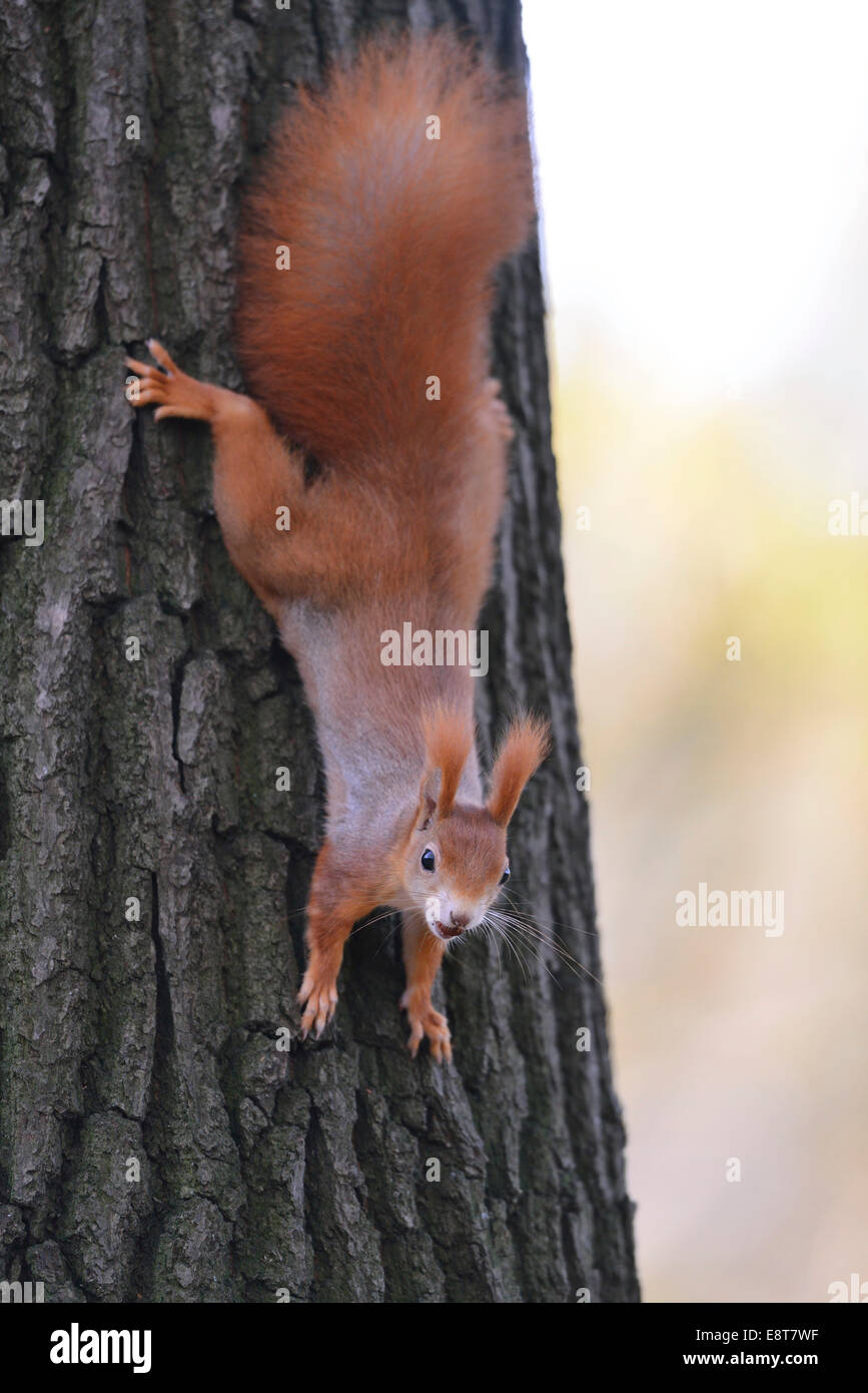 Eurasian Red Squirrel (Sciurus vulgaris) hanging upside down from a ...