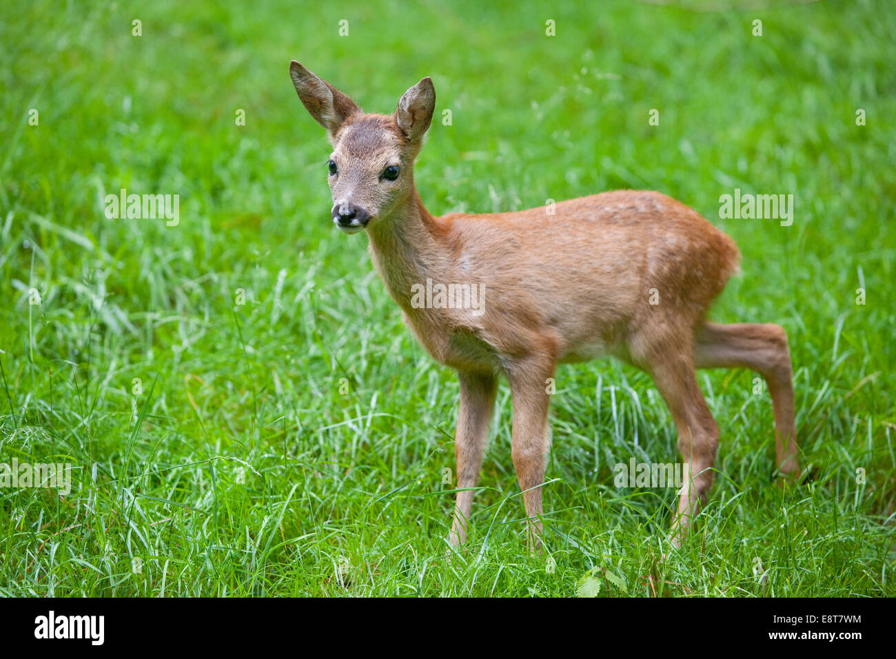 Roe Deer (Capreolus capreolus), fawn standing on a meadow, captive ...